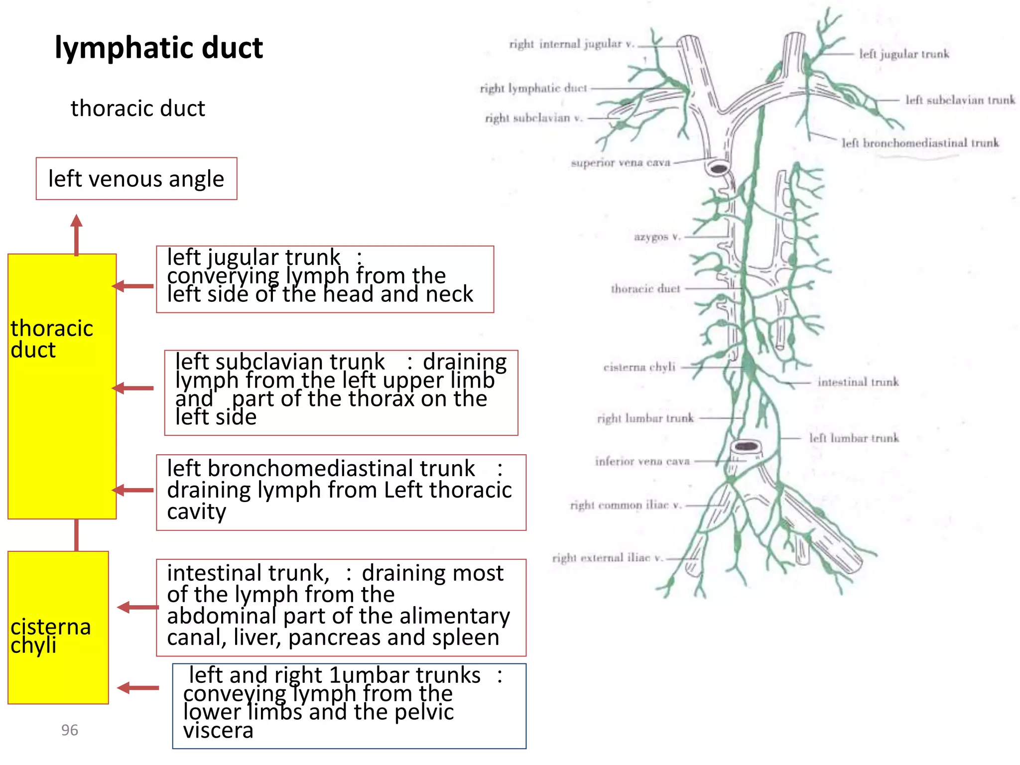 Blood supply, lymphatic drainage and nerves of the gastrointestinal ...