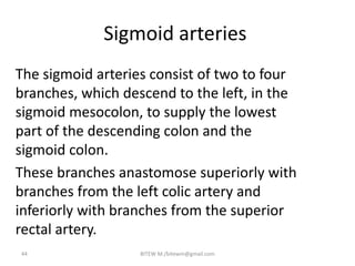 Blood supply, lymphatic drainage and nerves of the gastrointestinal ...