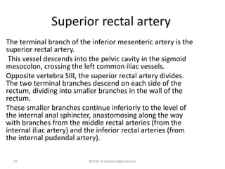 Blood supply, lymphatic drainage and nerves of the gastrointestinal ...