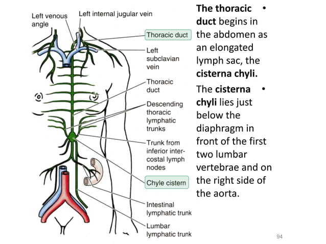 Blood supply, lymphatic drainage and nerves of the gastrointestinal system