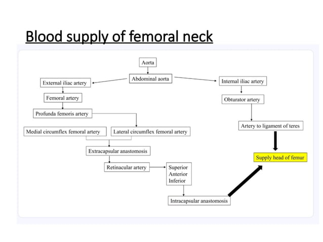 BLOOD SUPPLY OF FEMORAL NECK avascular necrosis | PPTX