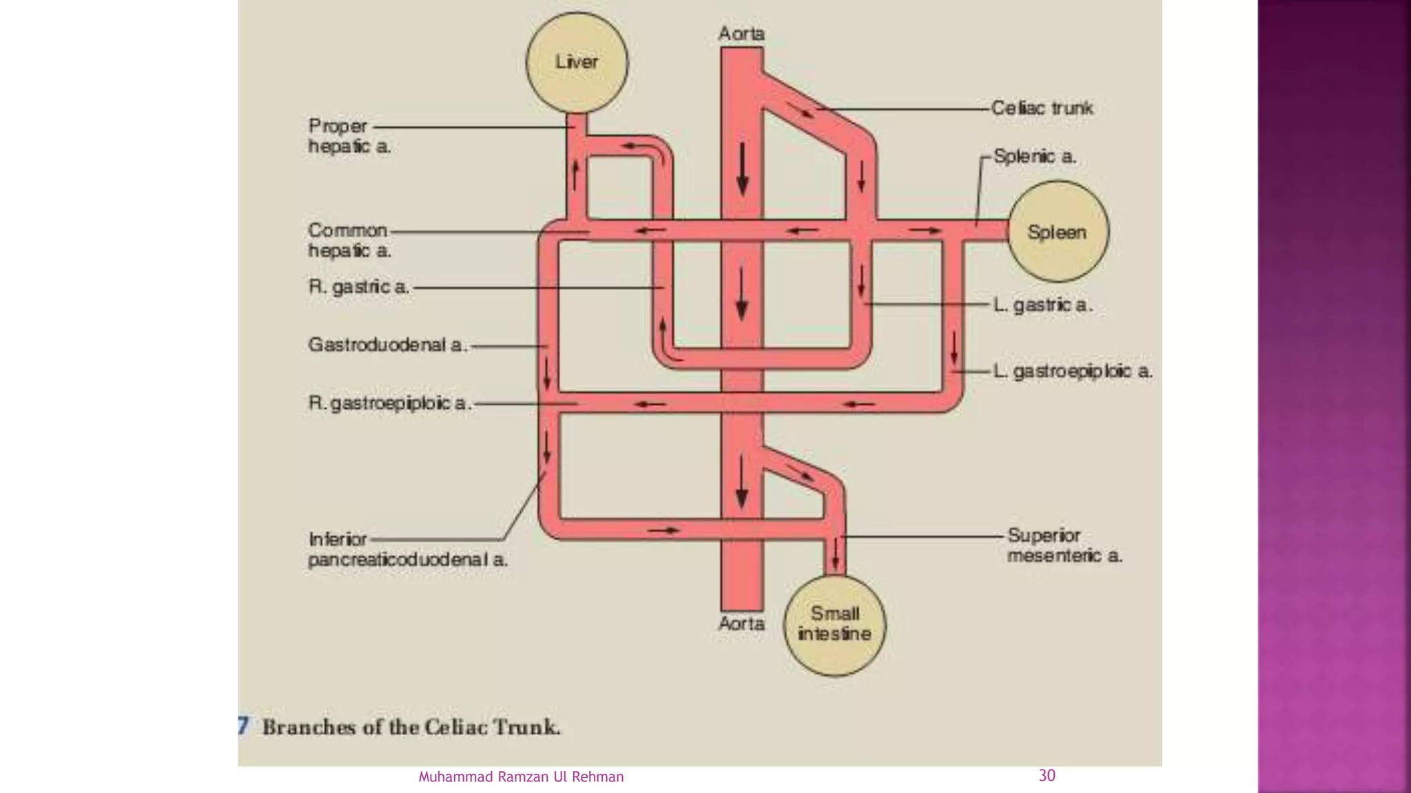 Blood supply of abdomen | PPTX