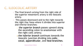 Blood supply of abdomen | PPTX