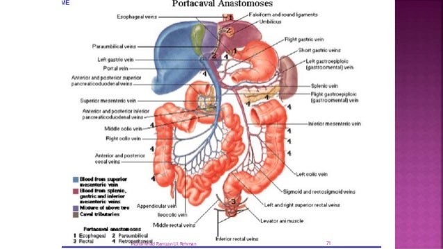 Blood supply of abdomen