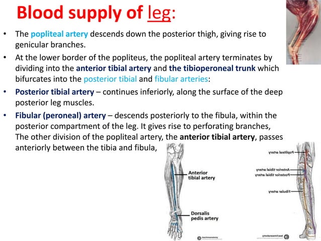 Blood supply of bone & management od osteomyelitis | PPTX | Death ...