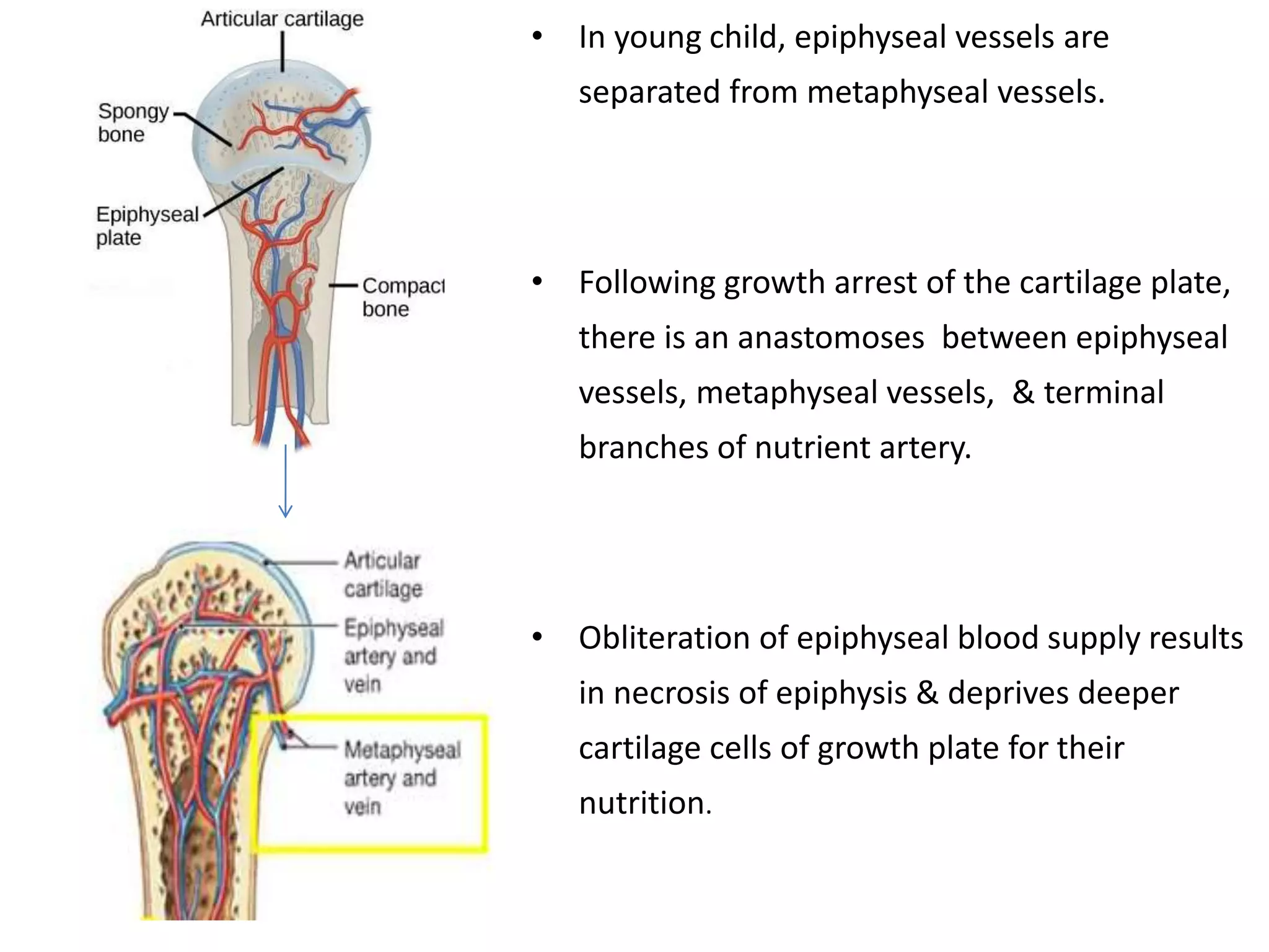 Blood supply of long bones | PPTX