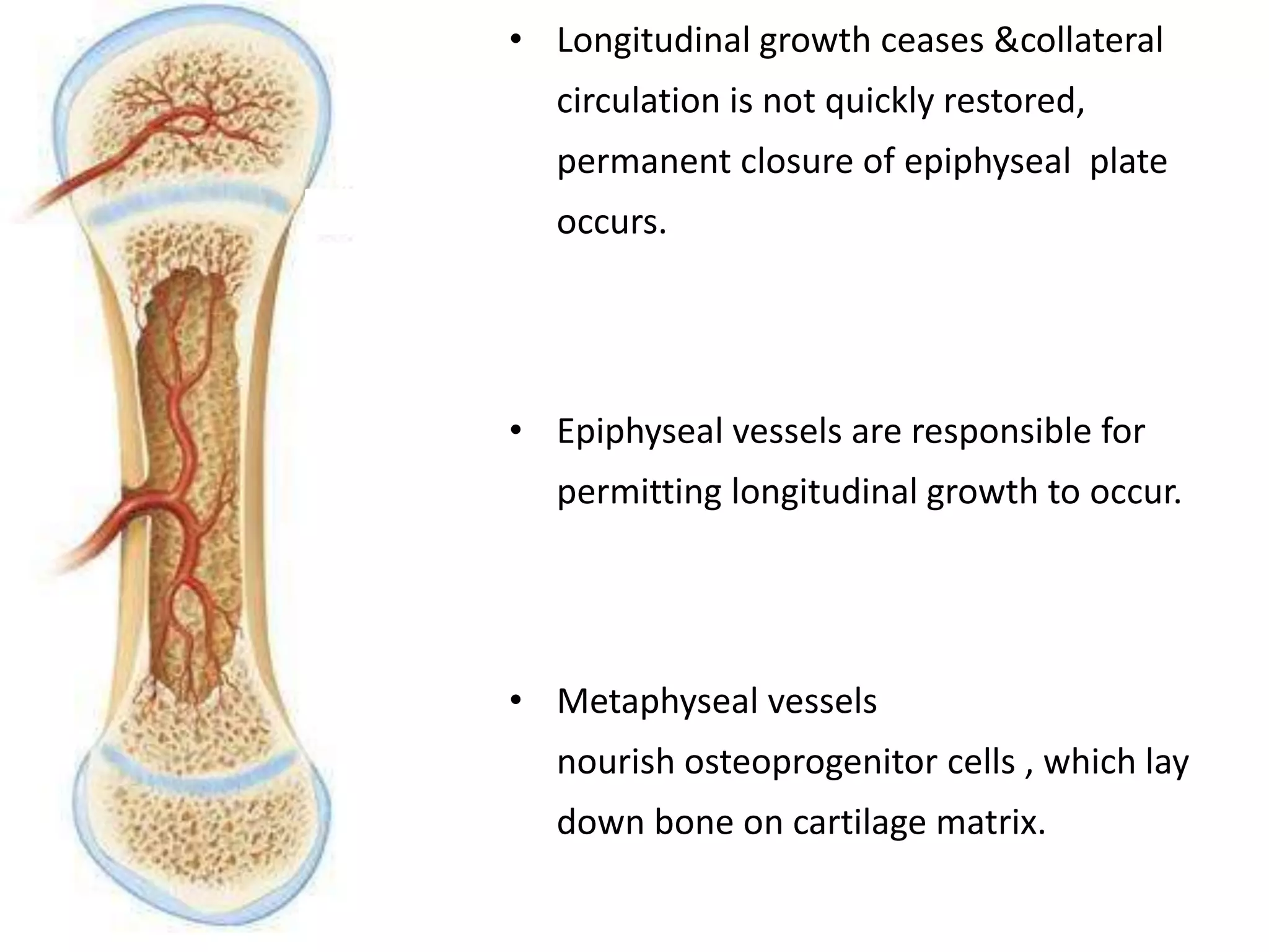 Blood supply of long bones | PPTX