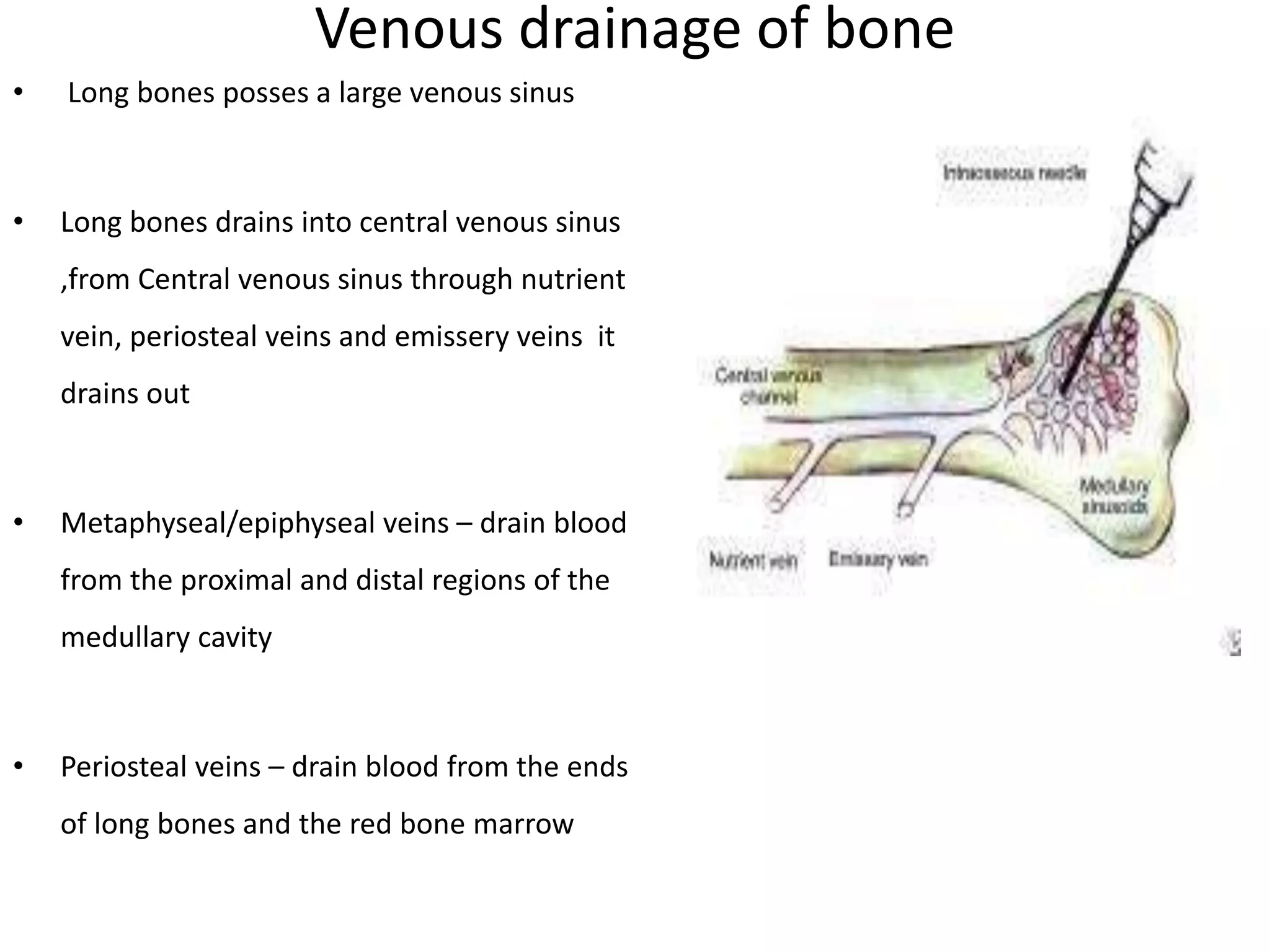 Blood supply of long bones | PPTX
