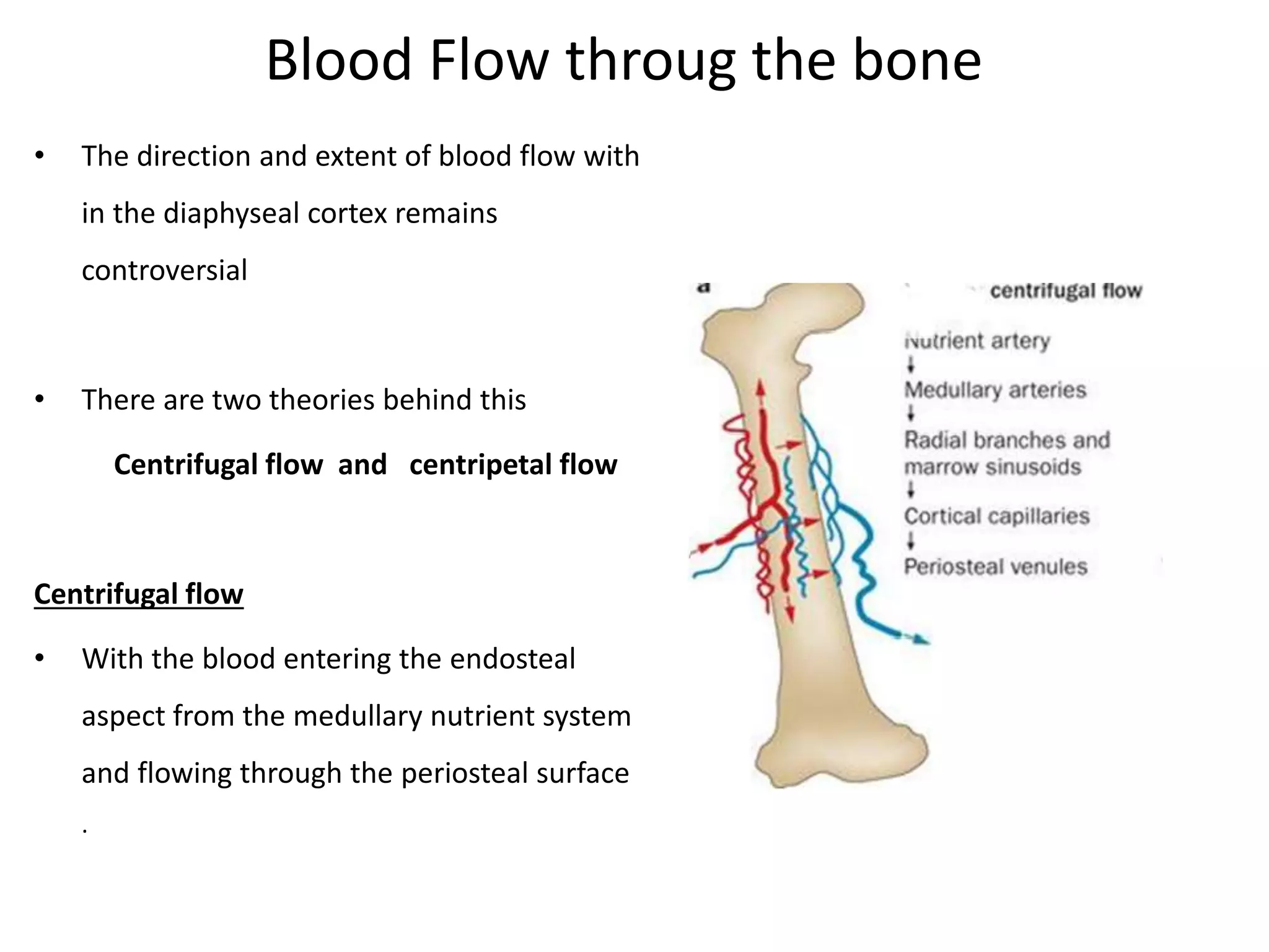Blood supply of long bones | PPTX