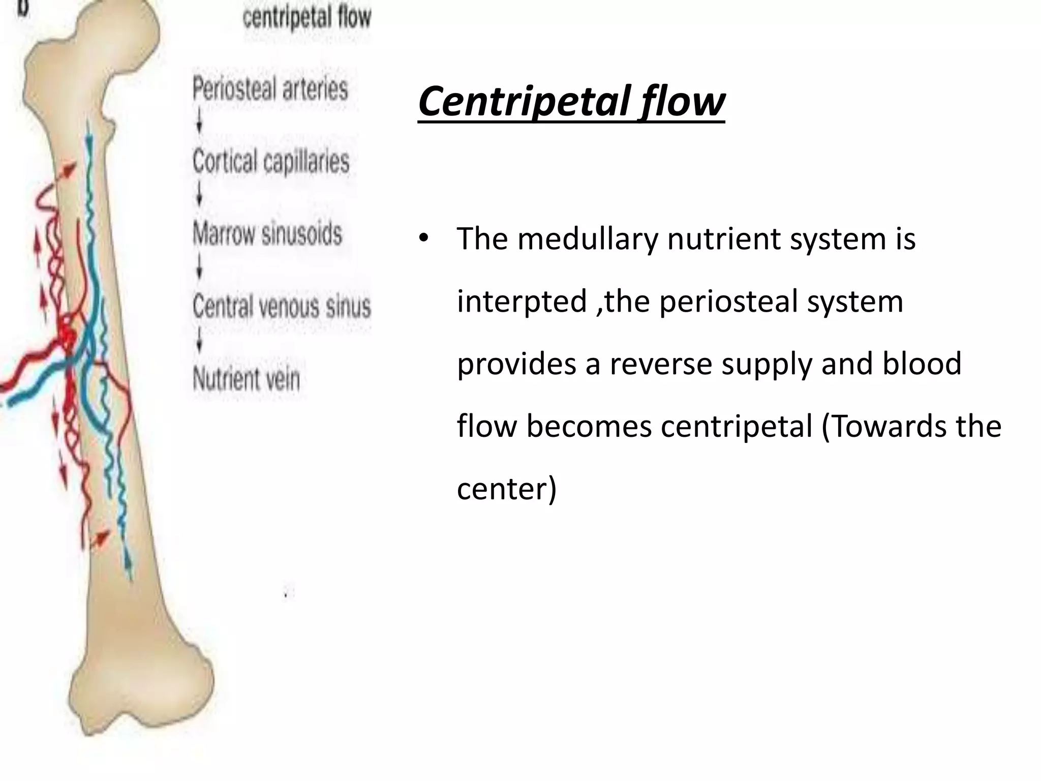 Blood supply of long bones | PPTX