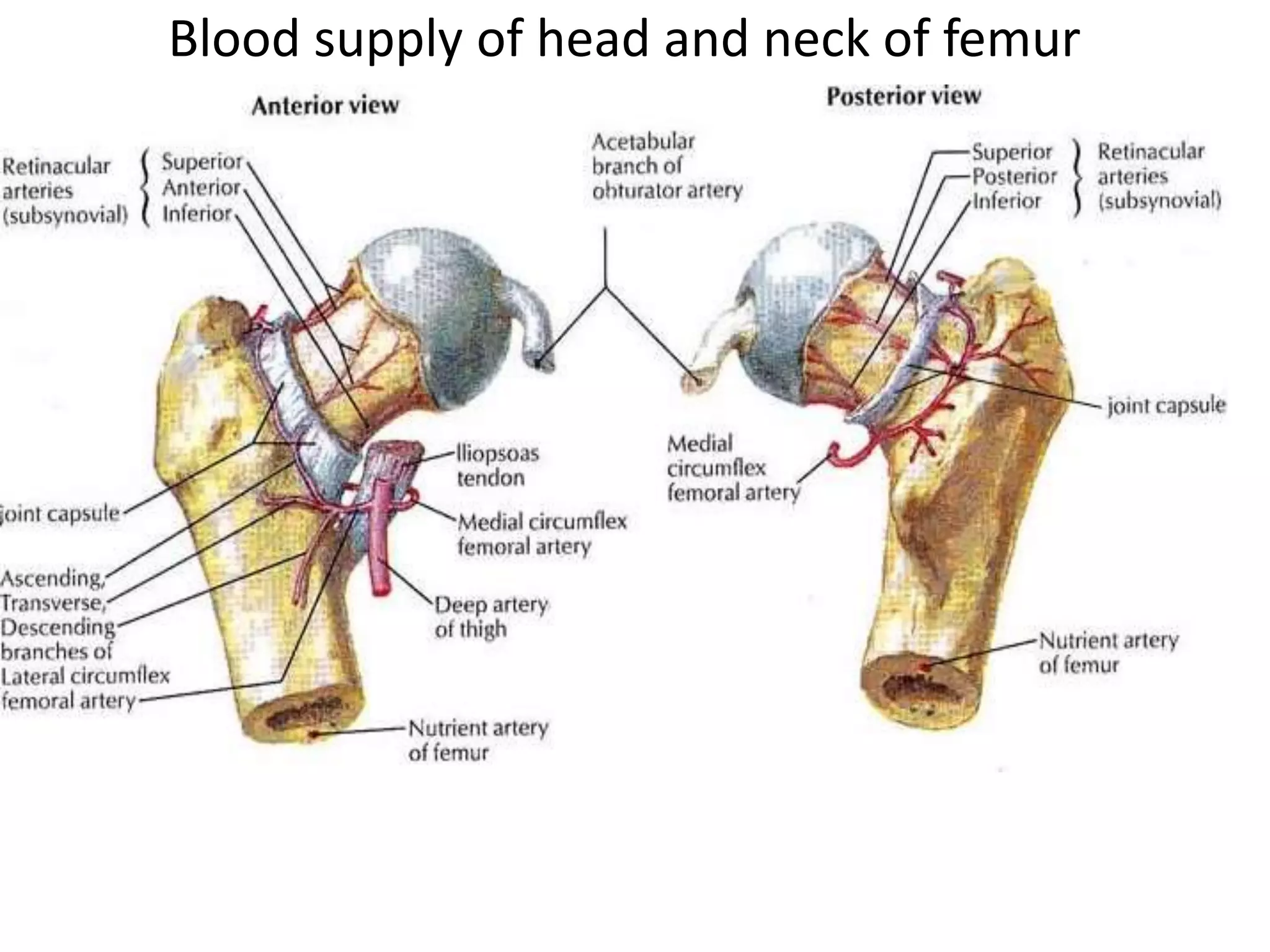 Blood supply of long bones | PPTX