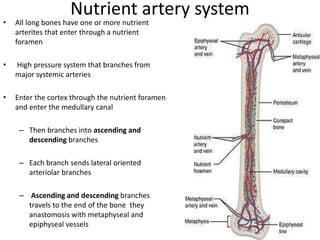Blood supply of long bones | PPTX