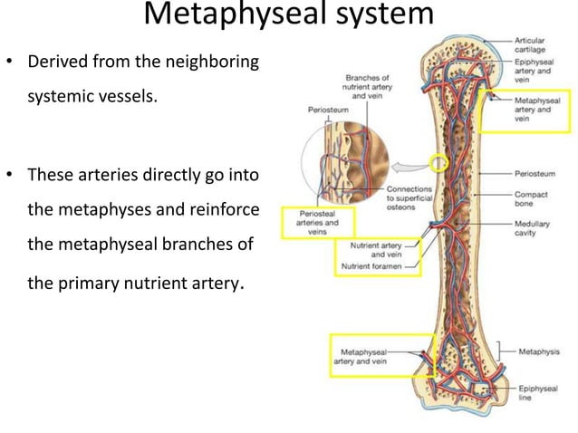 Blood supply of long bones | PPTX | Bone and Joint Conditions ...