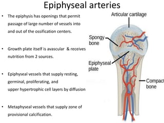 Blood supply of long bones | PPTX