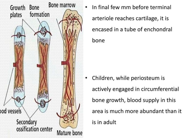 Blood supply of long bones | PPTX | Bone and Joint Conditions ...