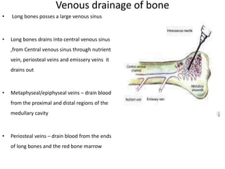 Blood supply of long bones | PPTX