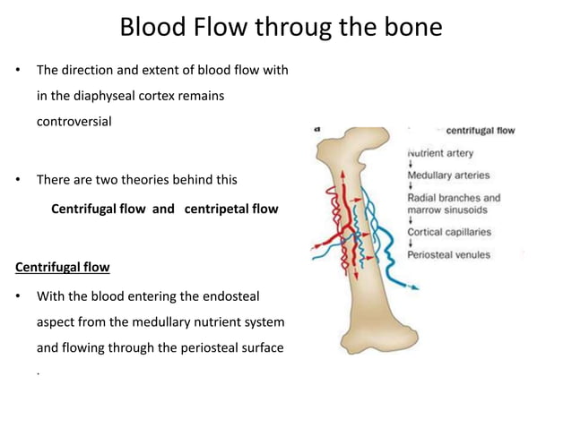 Blood supply of long bones | PPTX | Bone and Joint Conditions ...