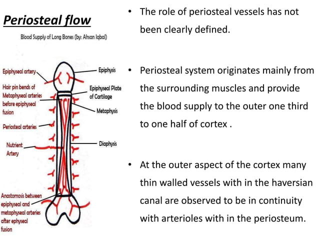 Blood supply of long bones | PPTX | Bone and Joint Conditions ...