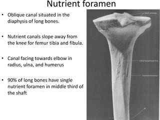 Blood supply of long bones | PPTX