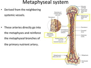 Nutrient Artery Of Humerus