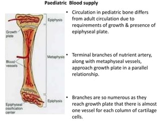 Nutrient Artery Of Humerus