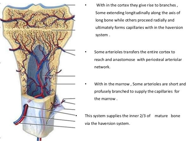 Blood supply of long bones
