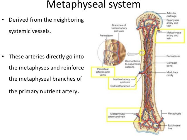Blood supply of long bones