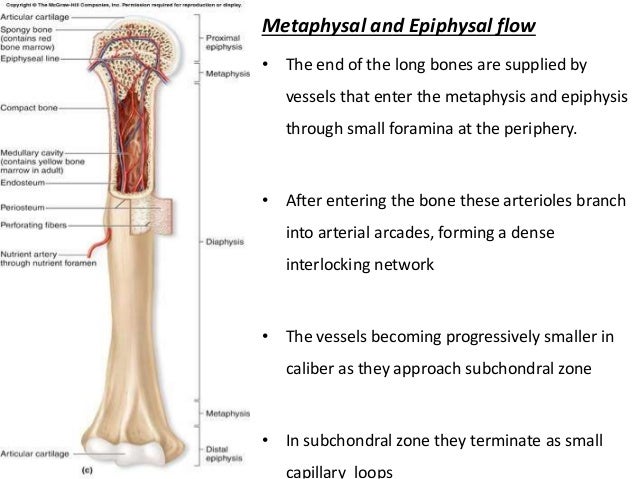 Blood supply of long bones