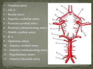 Blood supply of brain | PDF