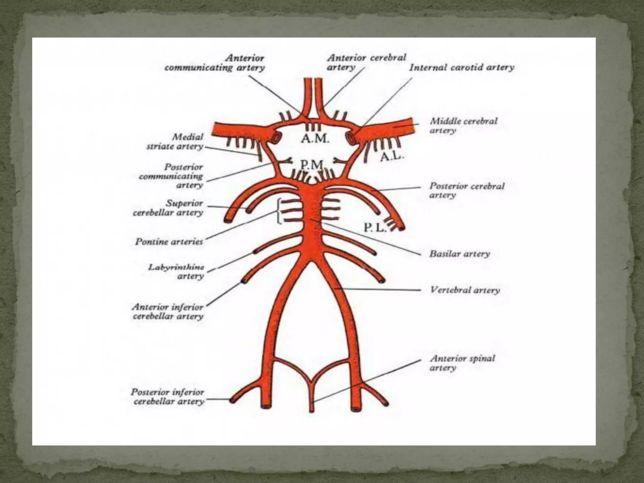 Blood supply of Human Brain | PDF