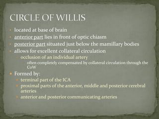 Blood supply of Human Brain | PDF