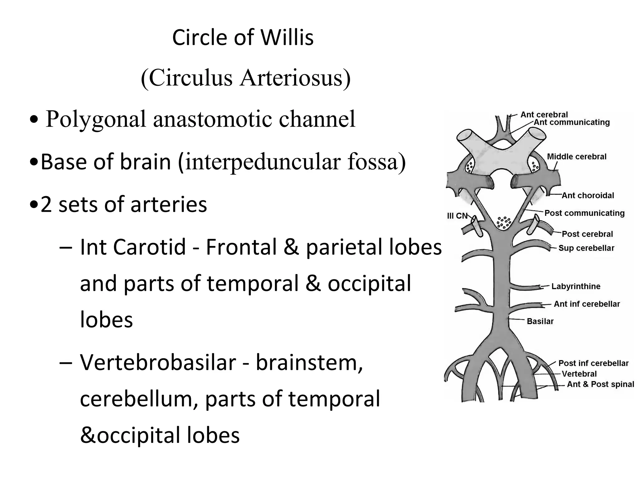 Blood supply of brain | PPT
