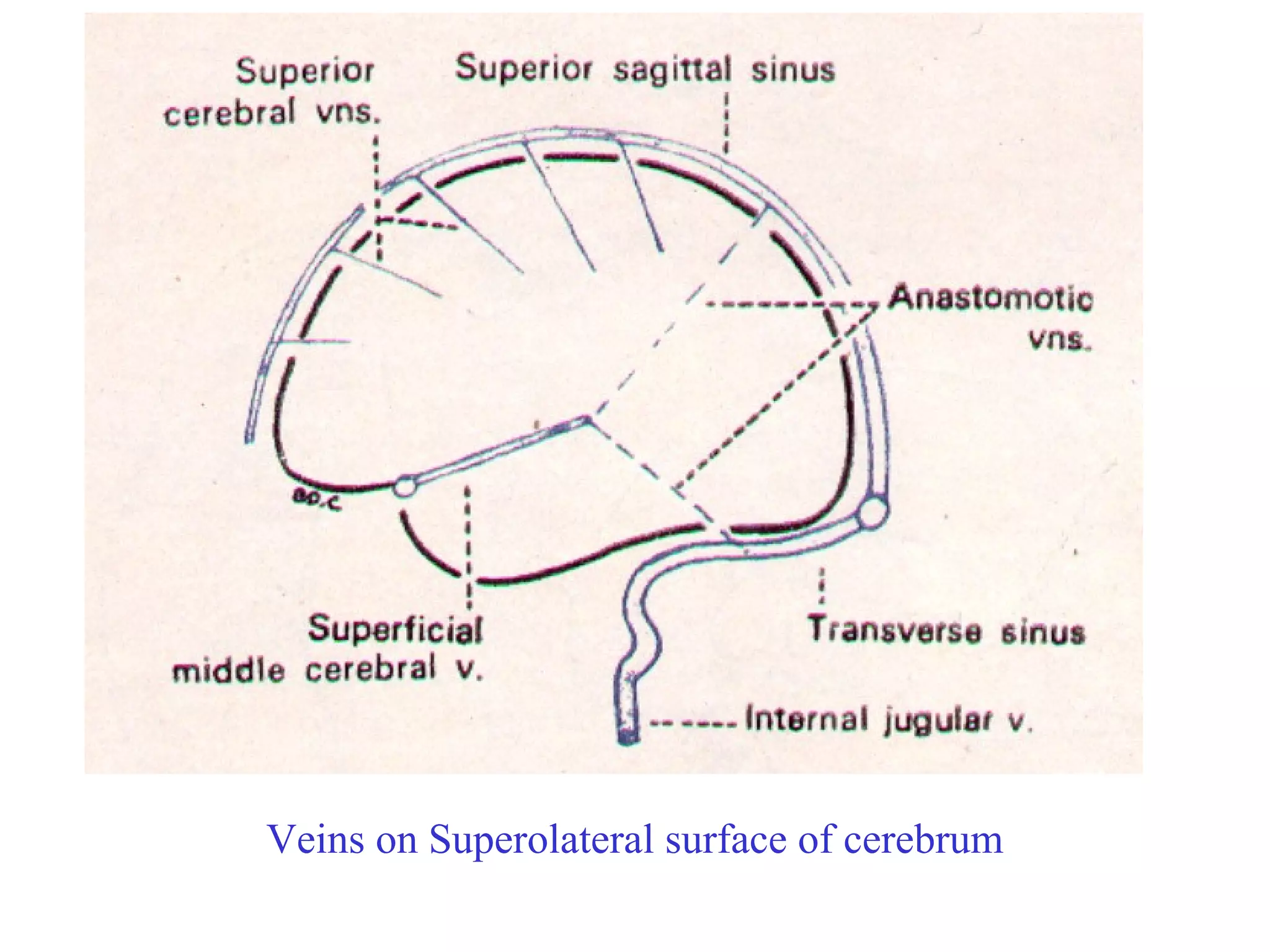 Blood supply of brain | PPT