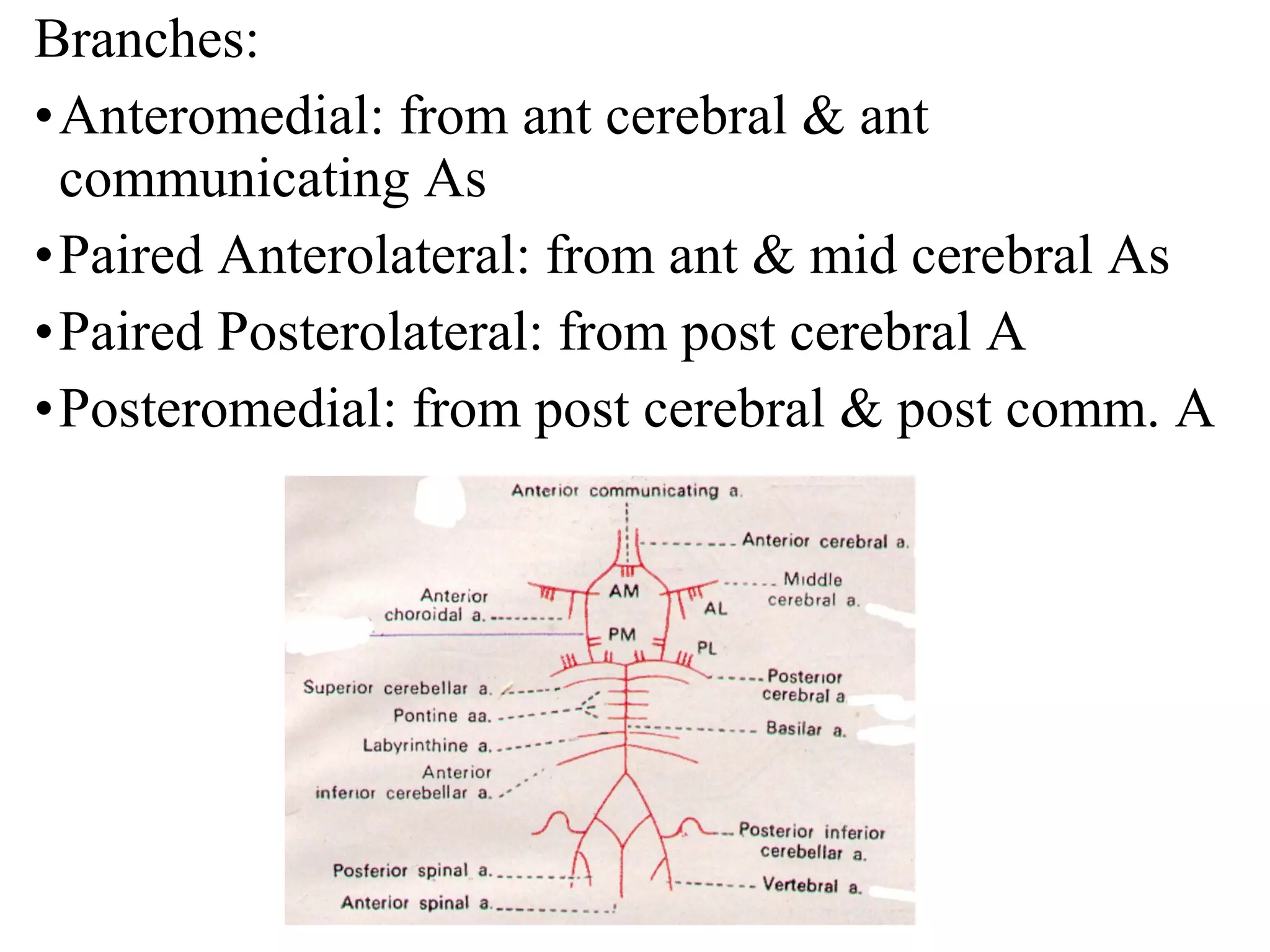 Blood supply of brain | PPT
