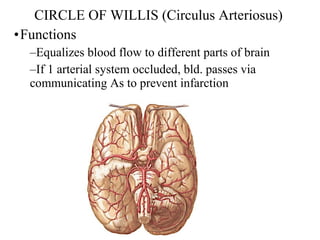 Blood supply of brain | PPT