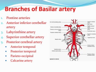 Basilar Artery Branches