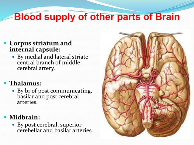 Blood supply of brain | PPT
