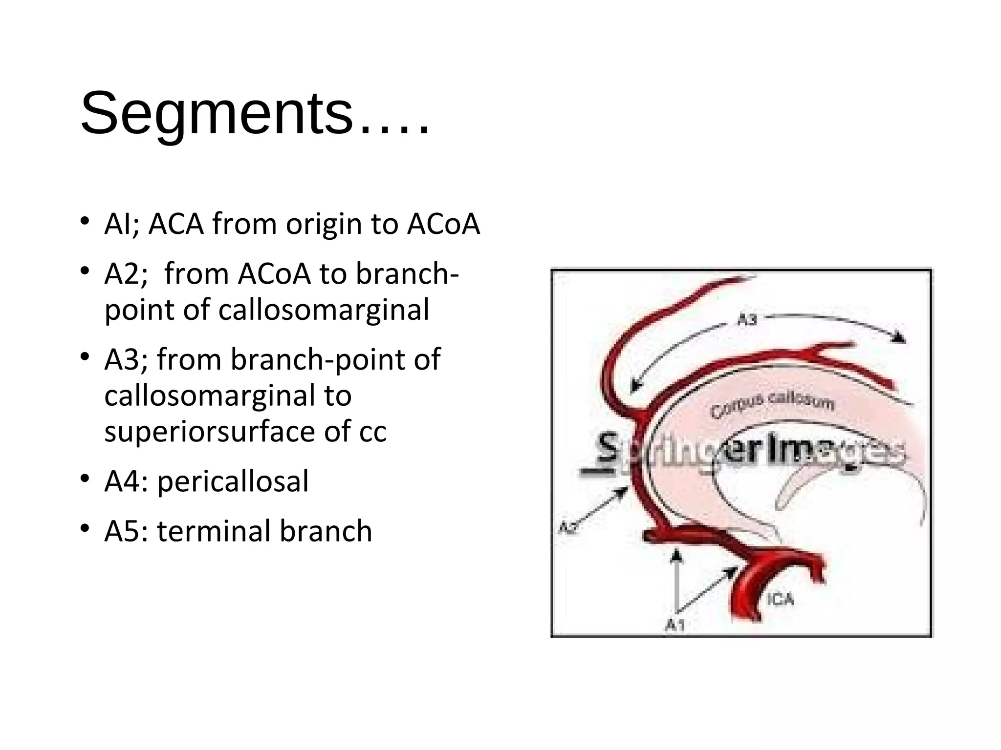 Blood supply of brain | PPT