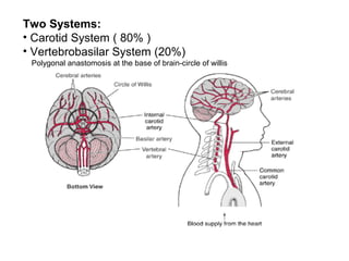 Blood supply of brain | PPT