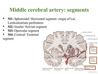 Blood supply of brain | PPT