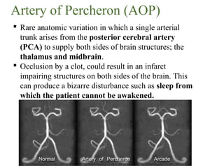 Blood supply of brain | PPT
