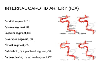 Blood supply of brain | PPT