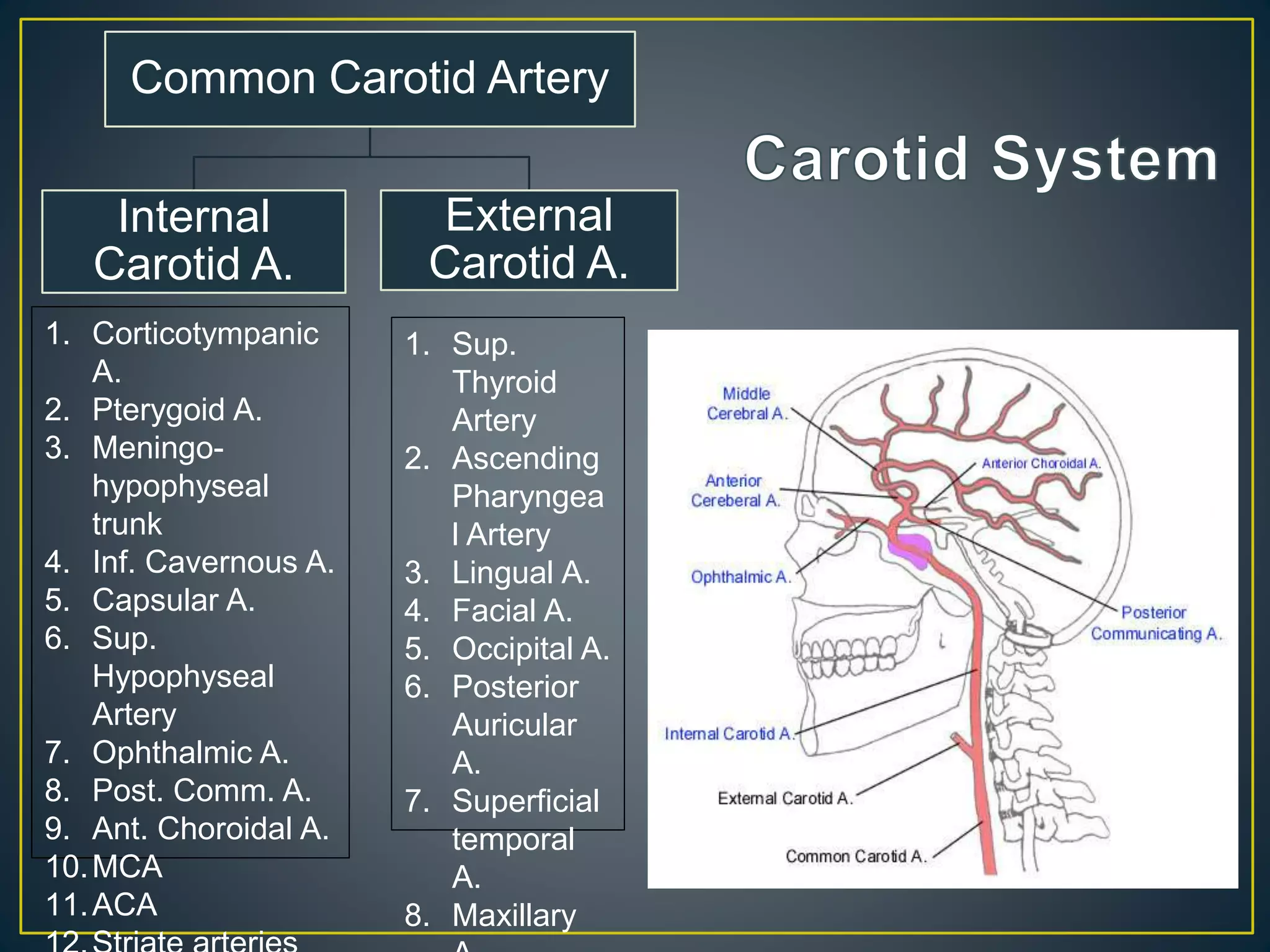Blood Supply of Brain | PPTX
