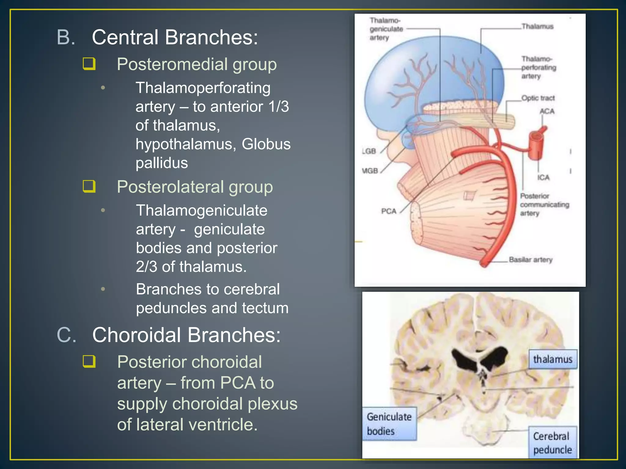 Blood Supply of Brain | PPTX