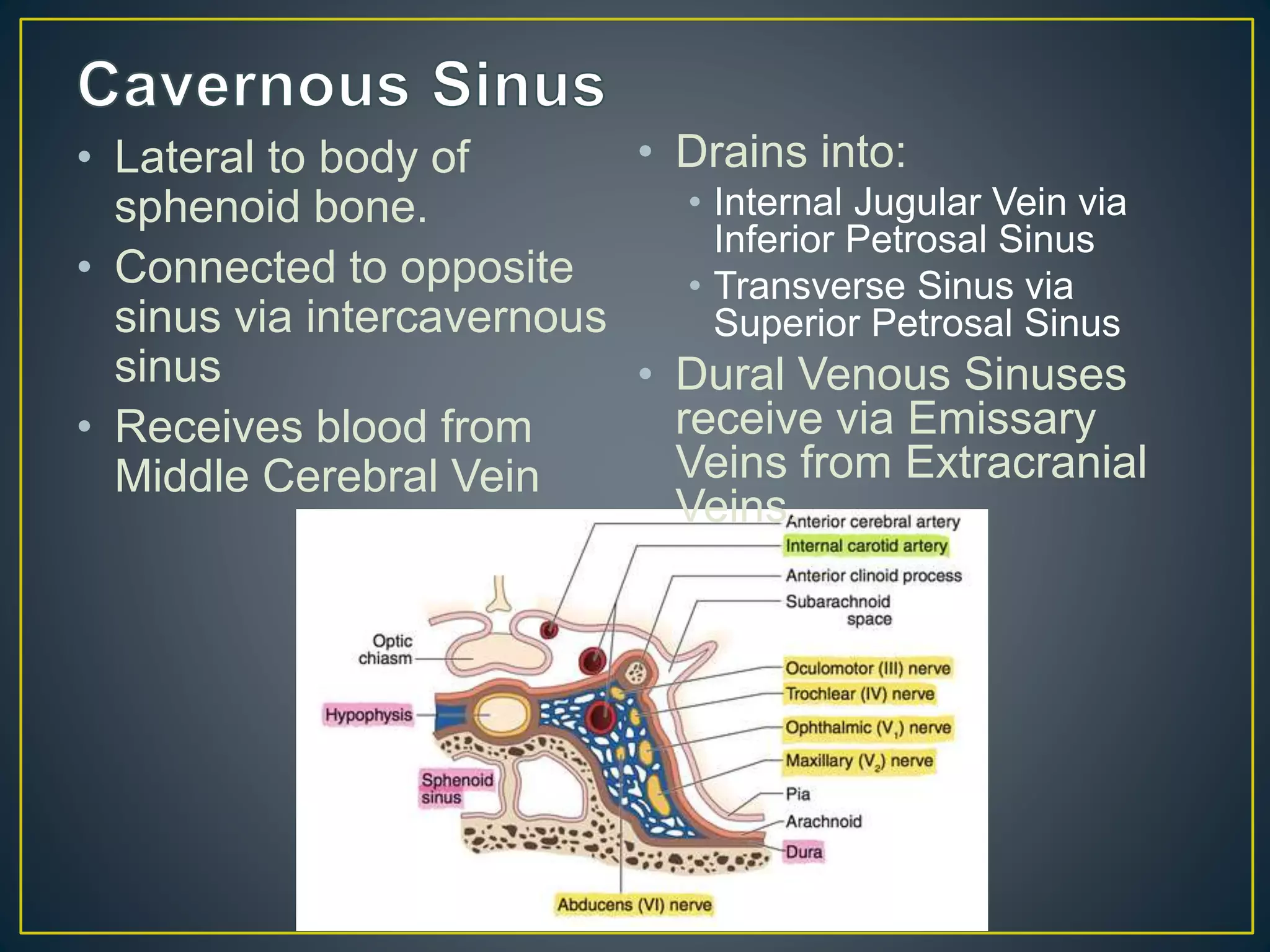 Blood Supply of Brain | PPTX