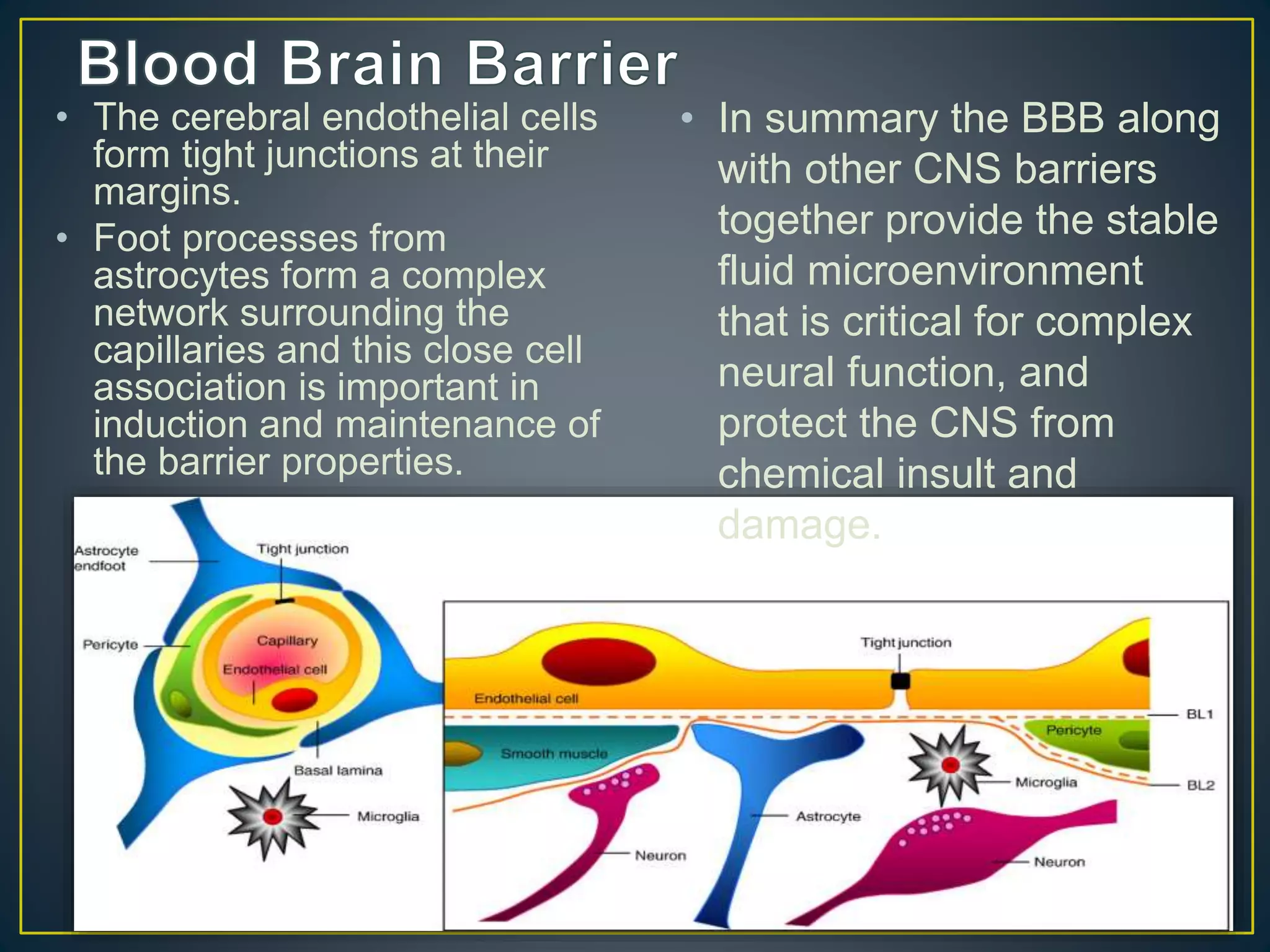 Blood Supply of Brain | PPTX