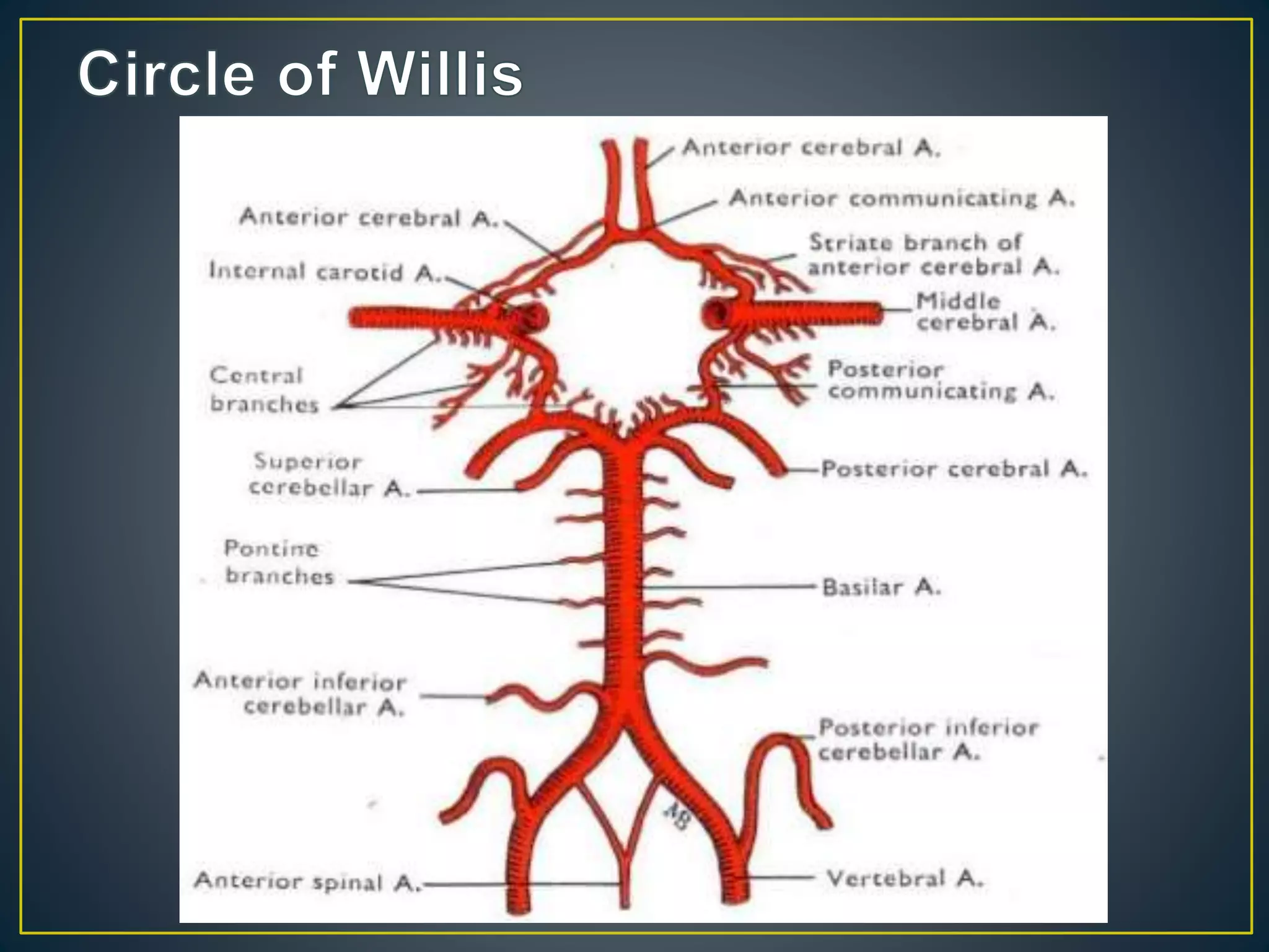 Blood Supply of Brain | PPTX