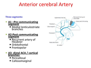 Blood supply of brain | PDF