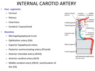 Blood supply of brain | PPT