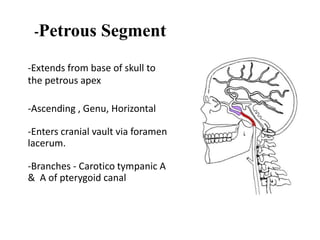 Blood supply of brain | PPT